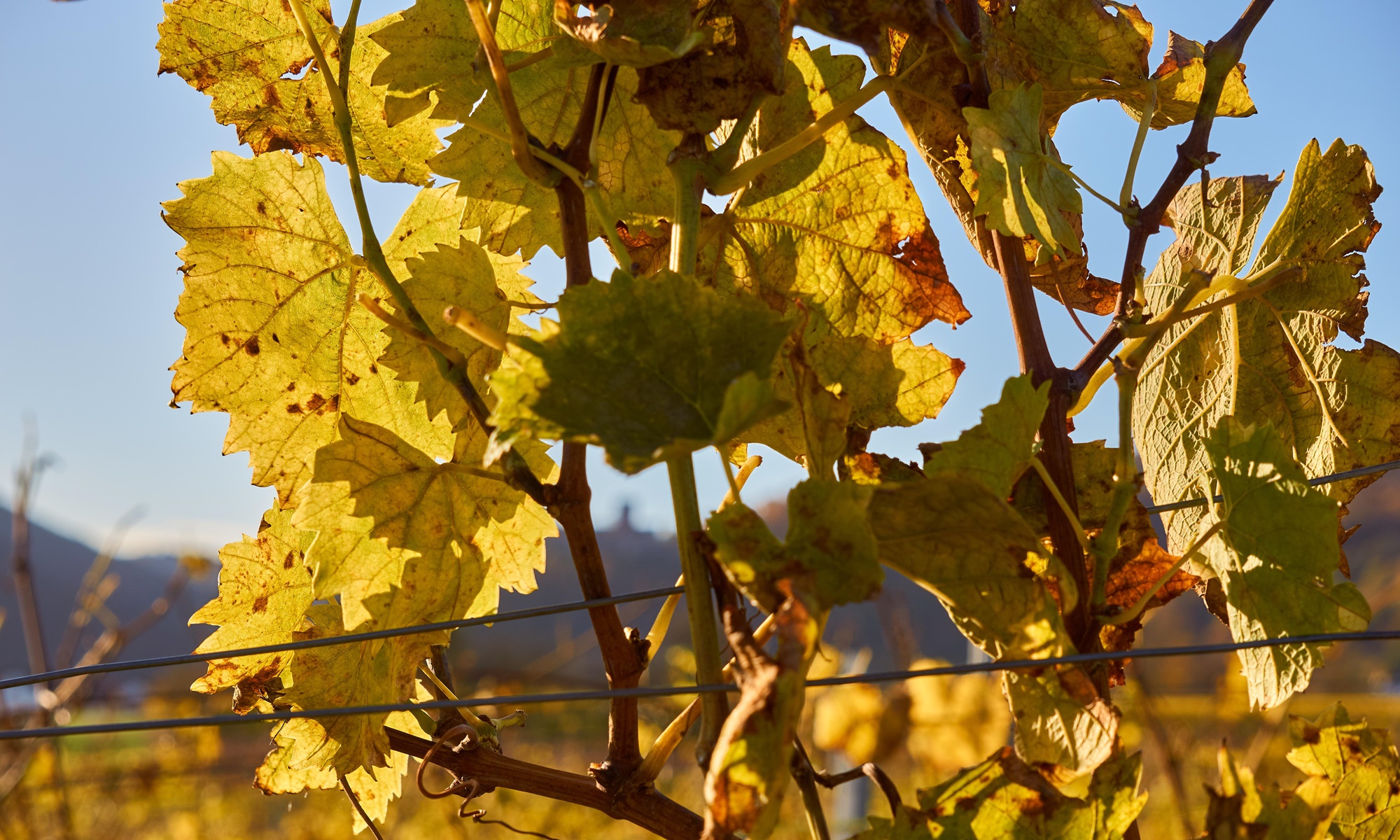 Urlaub auf einem Weingut - Südtirol - Wein & Urlaub & Genuss / Vino ...